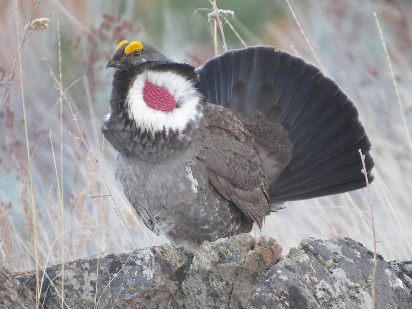 Grouse and Spouse » OHA | Okanogan Highlands Alliance