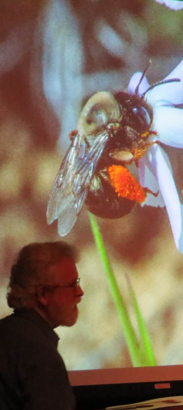 Native Bees of Washington State » OHA | Okanogan Highlands Alliance