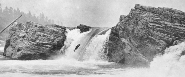 Journeying Undammed Waters: The Free-Flowing Columbia Unveiled » OHA ...