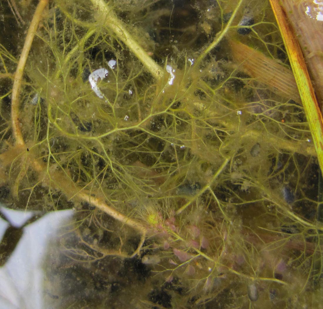 Plant of Interest: Carnivorous Bladderwort » OHA | Okanogan Highlands ...