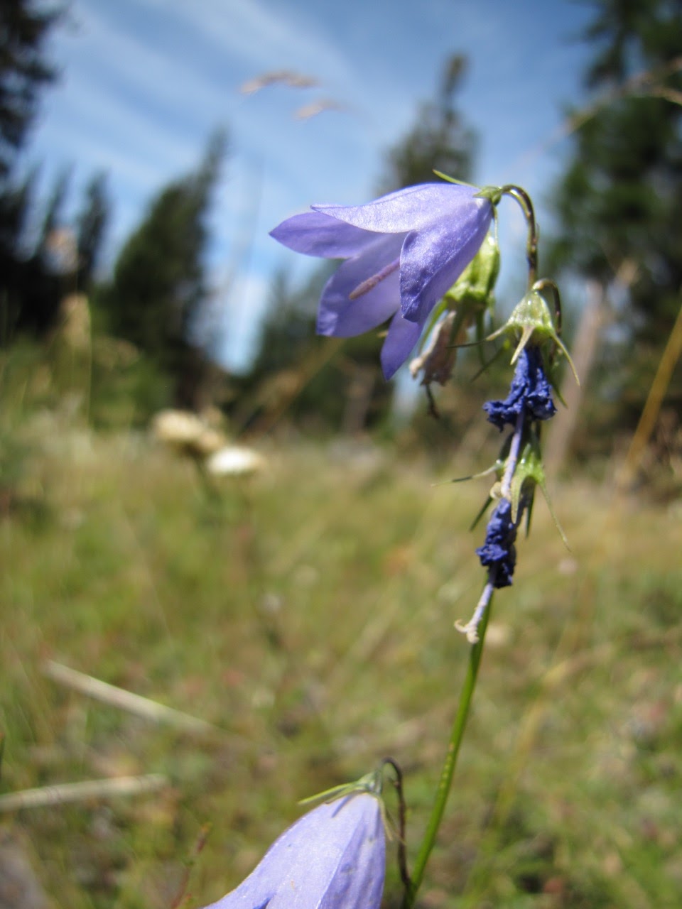 Wildflowers » OHA | Okanogan Highlands Alliance