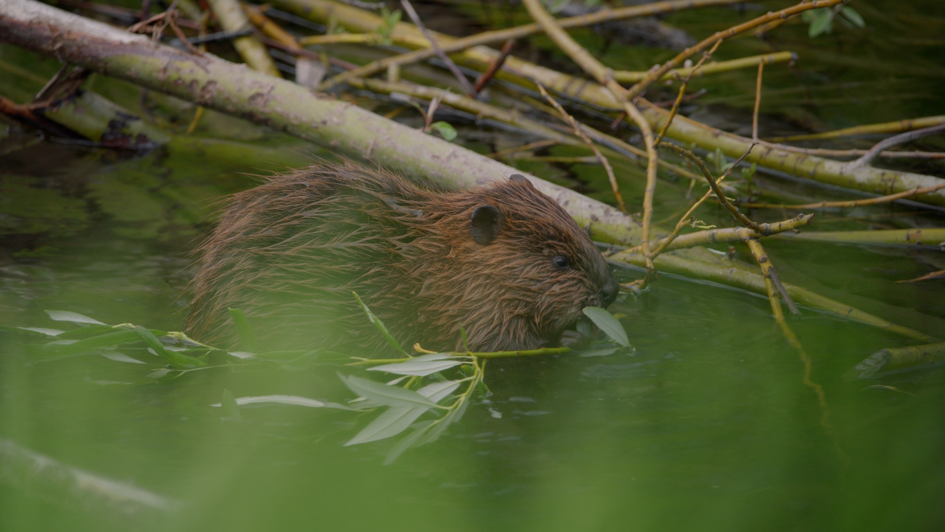 New Documentary Released! Working With Nature: An Ongoing Story of ...